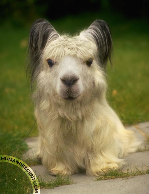 Freaky and Bizarre Animal Mashups by Human Descent | Envato Tuts+
