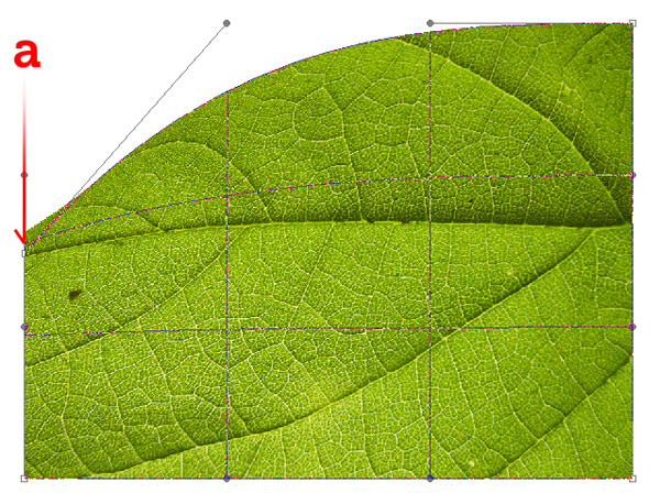 How to Create a 3D Leaf from a Texture Photograph | Envato Tuts+