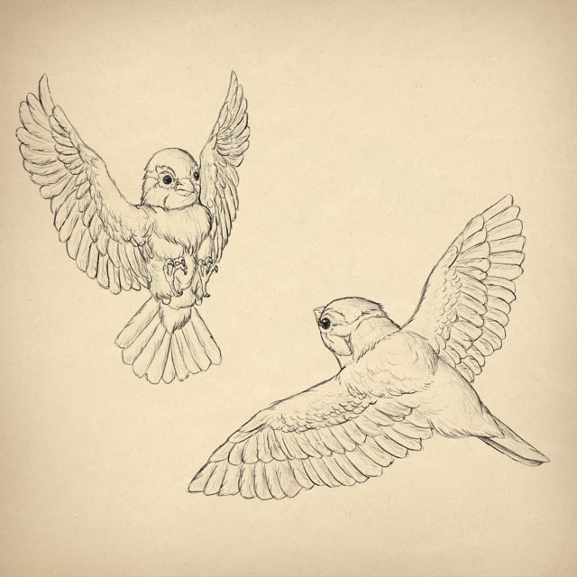How to Draw Animals: Birds, Their Anatomy and How to Draw Them | Envato ...