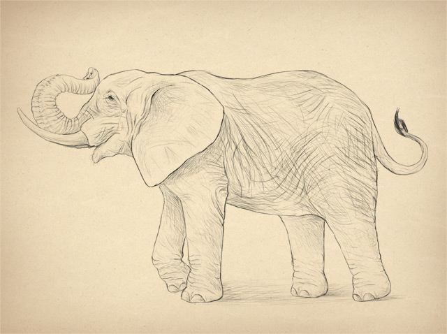 How to Draw Animals: Elephants, Their Species and Anatomy | Envato Tuts+