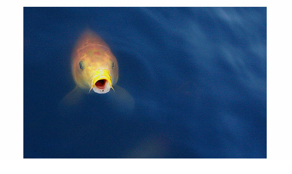 Freezing Time: 80 Inspiring Examples of High Speed Photography | Envato ...