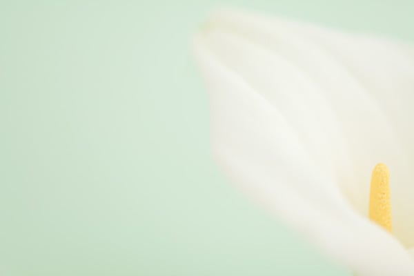 Step By Step: Taking Beautiful High Key Photos of Flowers | Envato Tuts+