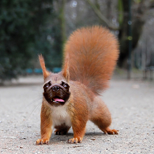 Into the Wild: Awesome Animal Photo-Manipulations | Envato Tuts+