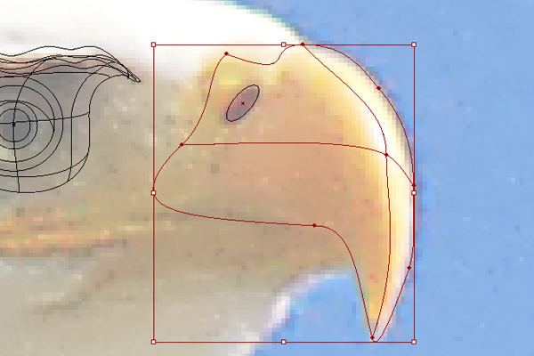 Create a Bald Eagle Illustration for Independence Day in Adobe ...