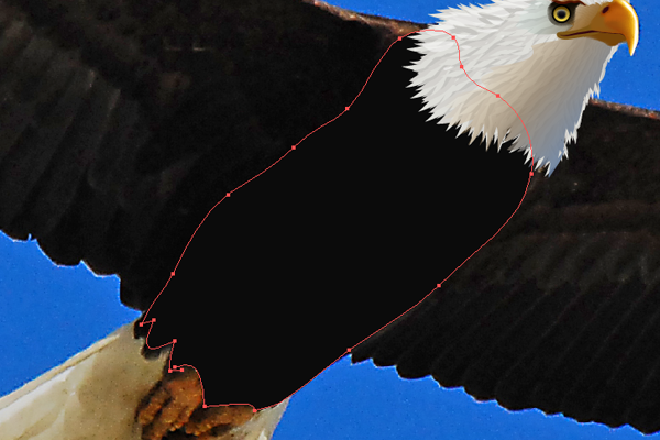 Create a Bald Eagle Illustration for Independence Day in Adobe ...