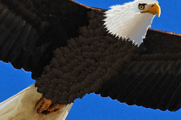 Create a Bald Eagle Illustration for Independence Day in Adobe Illustrator