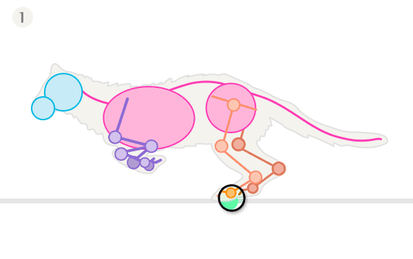 How to Draw Animals: Cats and Their Anatomy | Envato Tuts+