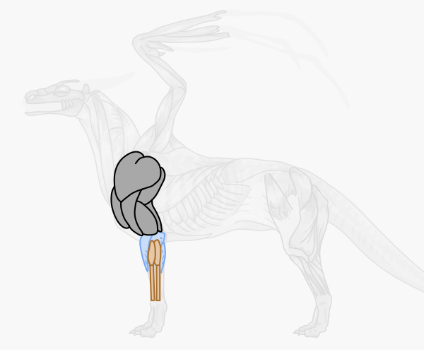 Rawr! How to Draw an Anatomically Correct Dragon | Envato Tuts+