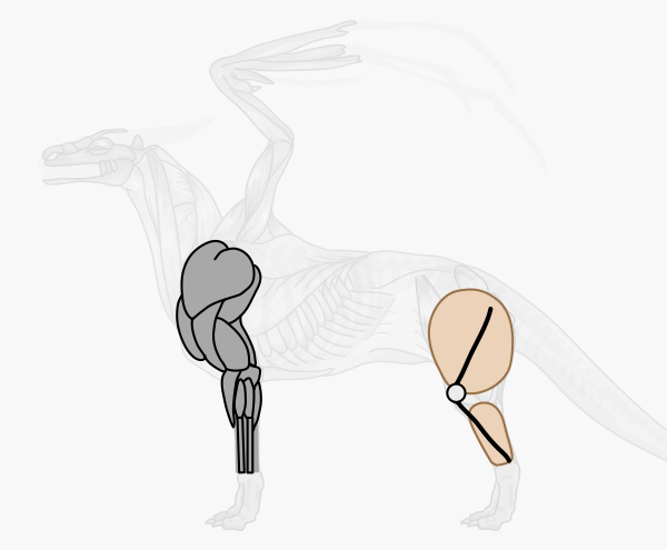 Rawr! How to Draw an Anatomically Correct Dragon | Envato Tuts+