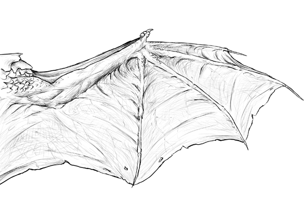Taking Flight: A Beginner’s Guide Into Drawing Wings | Envato Tuts+