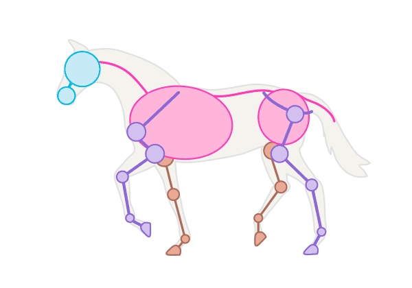 How to Draw Animals: Horses, Their Anatomy and Poses | Envato Tuts+
