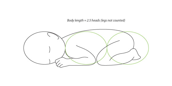 Human Anatomy Fundamentals: Advanced Body Proportions | Envato Tuts+