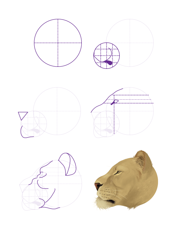 How to Draw Animals: Big Cats, Their Anatomy and Patterns | Envato Tuts+