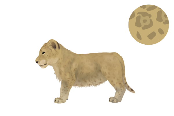 How to Draw Animals: Big Cats, Their Anatomy and Patterns | Envato Tuts+
