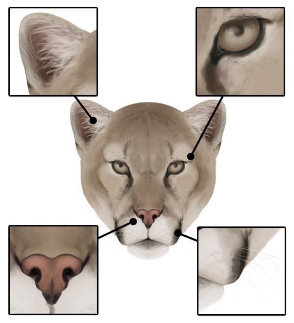 How to Draw Animals: Big Cats, Their Anatomy and Patterns - Part 2 ...