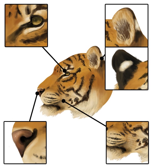 How to Draw Animals: Big Cats, Their Anatomy and Patterns | Envato Tuts+