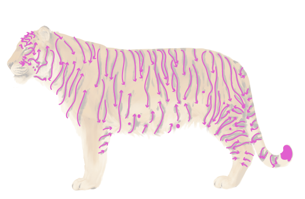 How to Draw Animals: Big Cats, Their Anatomy and Patterns | Envato Tuts+