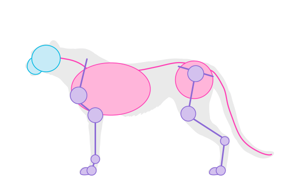 How to Draw Animals: Big Cats, Their Anatomy and Patterns | Envato Tuts+