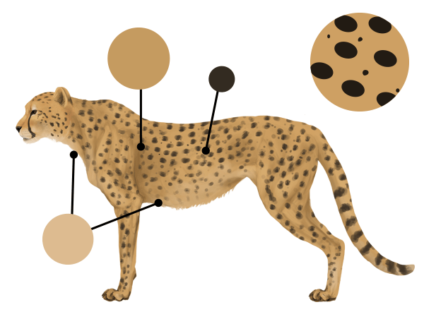 How to Draw Animals: Big Cats, Their Anatomy and Patterns | Envato Tuts+
