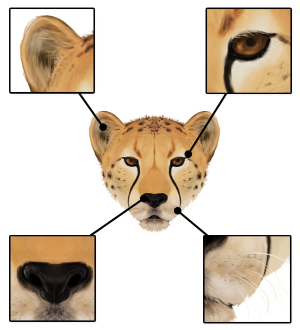 How to Draw Animals: Big Cats, Their Anatomy and Patterns | Envato Tuts+