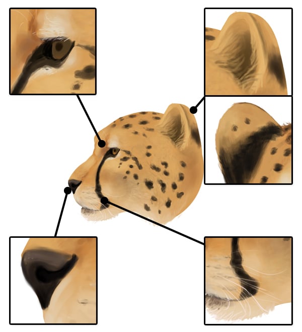 How to Draw Animals: Big Cats, Their Anatomy and Patterns | Envato Tuts+