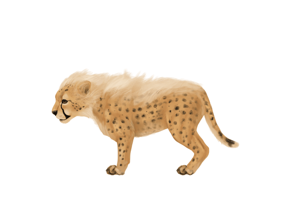 How to Draw Animals: Big Cats, Their Anatomy and Patterns | Envato Tuts+