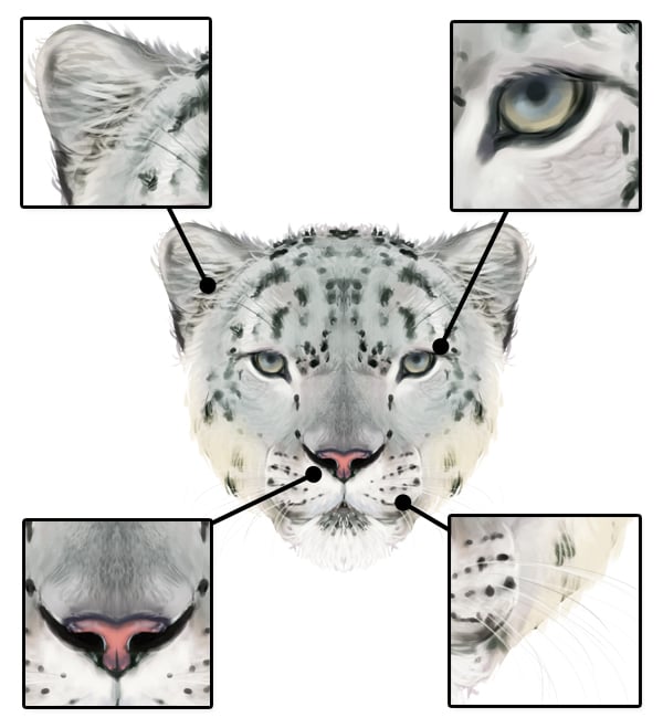 How to Draw Animals: Big Cats, Their Anatomy and Patterns | Envato Tuts+
