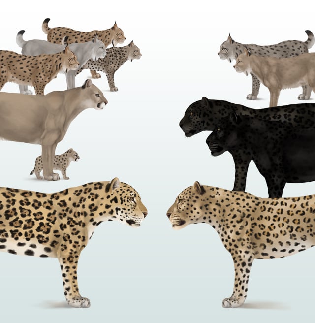 How to Draw Animals: Big Cats, Their Anatomy and Patterns - Part 2 ...