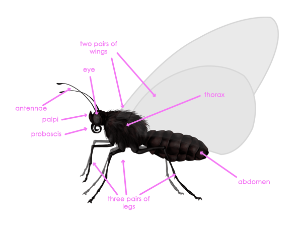 How to Draw Animals: Butterflies, Their Anatomy and Wing Patterns ...