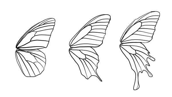 How to Draw Animals: Butterflies, Their Anatomy and Wing Patterns ...