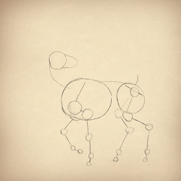 How to Draw Animals: Deer - Species and Anatomy | Envato Tuts+