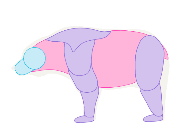 How to Draw Animals: Bears and Pandas, and Their Anatomy | Envato Tuts+