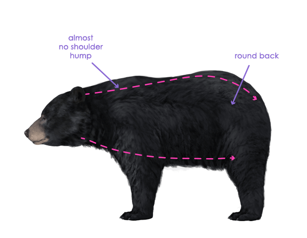 How to Draw Animals: Bears and Pandas, and Their Anatomy | Envato Tuts+