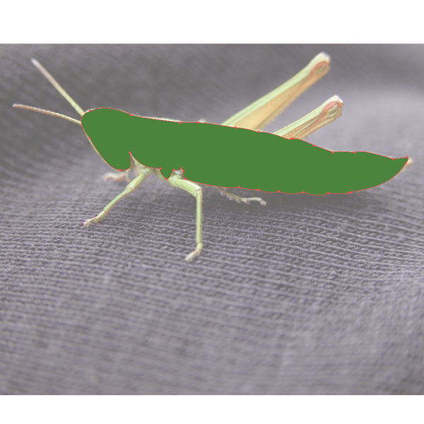 How to Create a Stylized Vector Grasshopper | Envato Tuts+