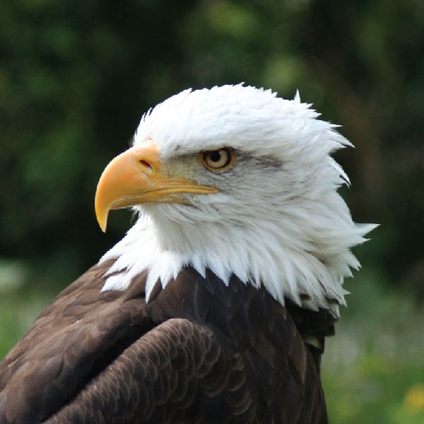 How to Create an Eagle Head Sticker | Envato Tuts+